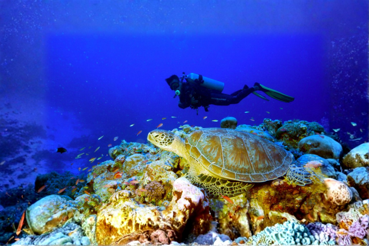 Linapacan Scuba Diving Hidden Spot In Palawan | LXV PH